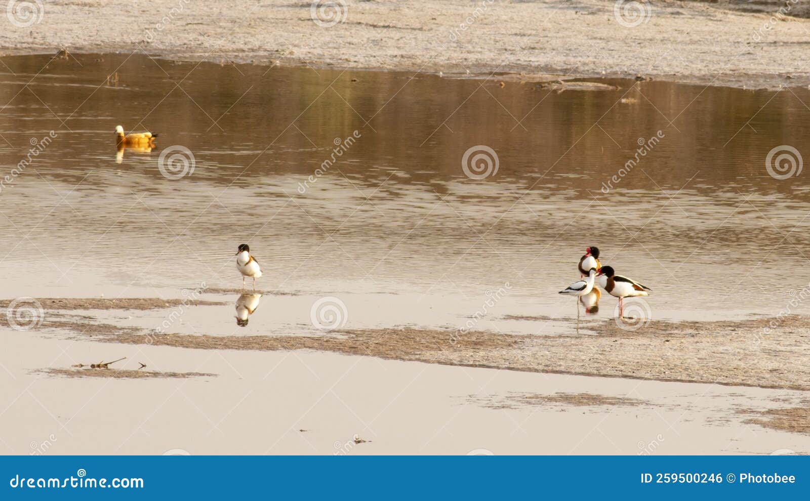 The Birds are in the Puddle Stock Photo - Image of gregarious, pond ...