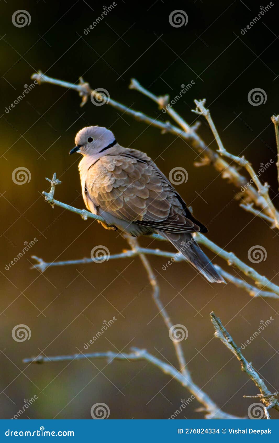 Forest Dove Sitting on the Branch and Wait for Its Stock Photo - Image ...