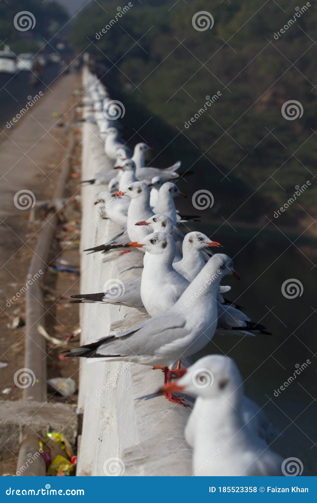 Birds in a queue stock photo. Image of bird, queue, person - 185523358