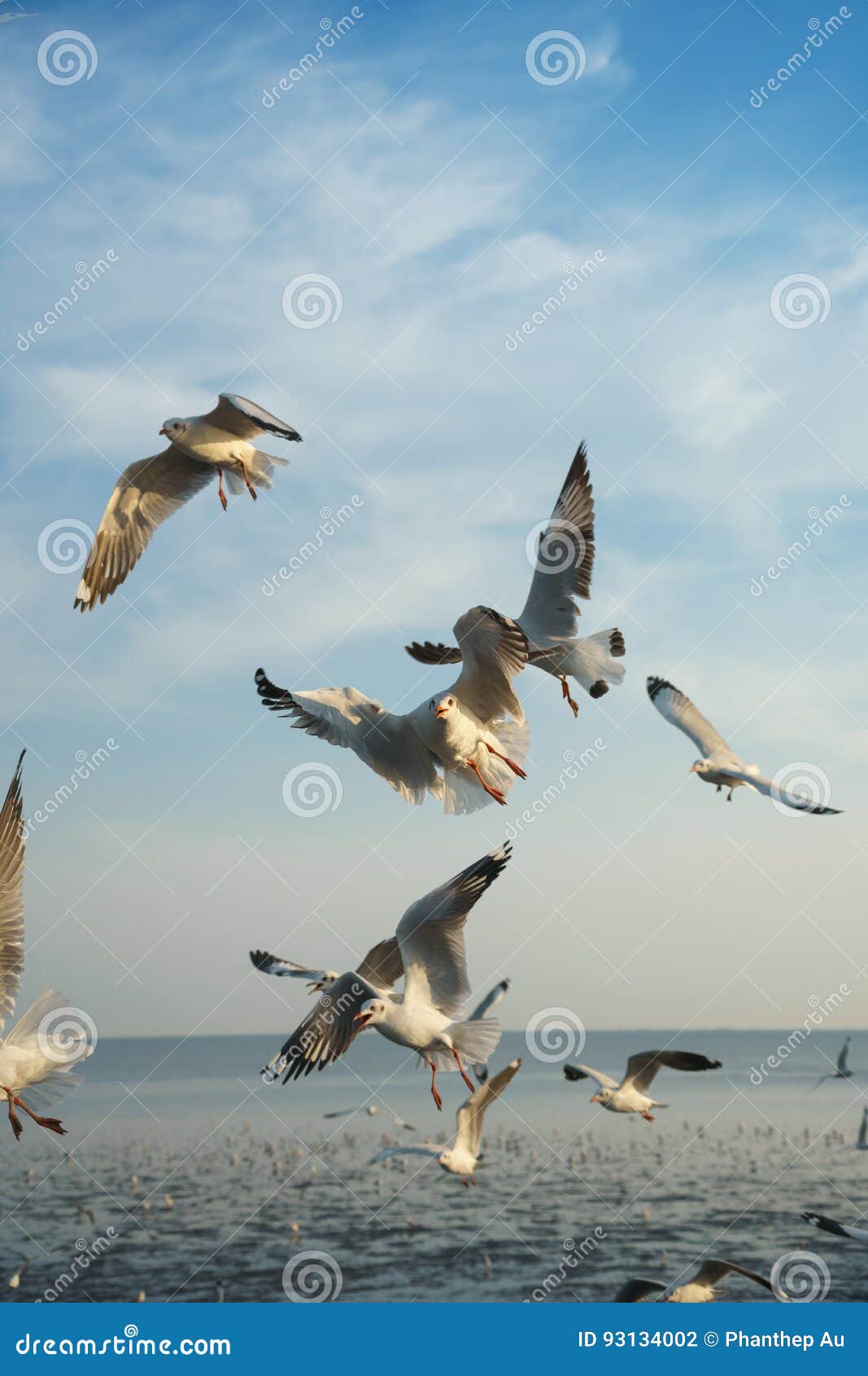 Birds racing to catch food stock photo. Image of freedom - 93134002