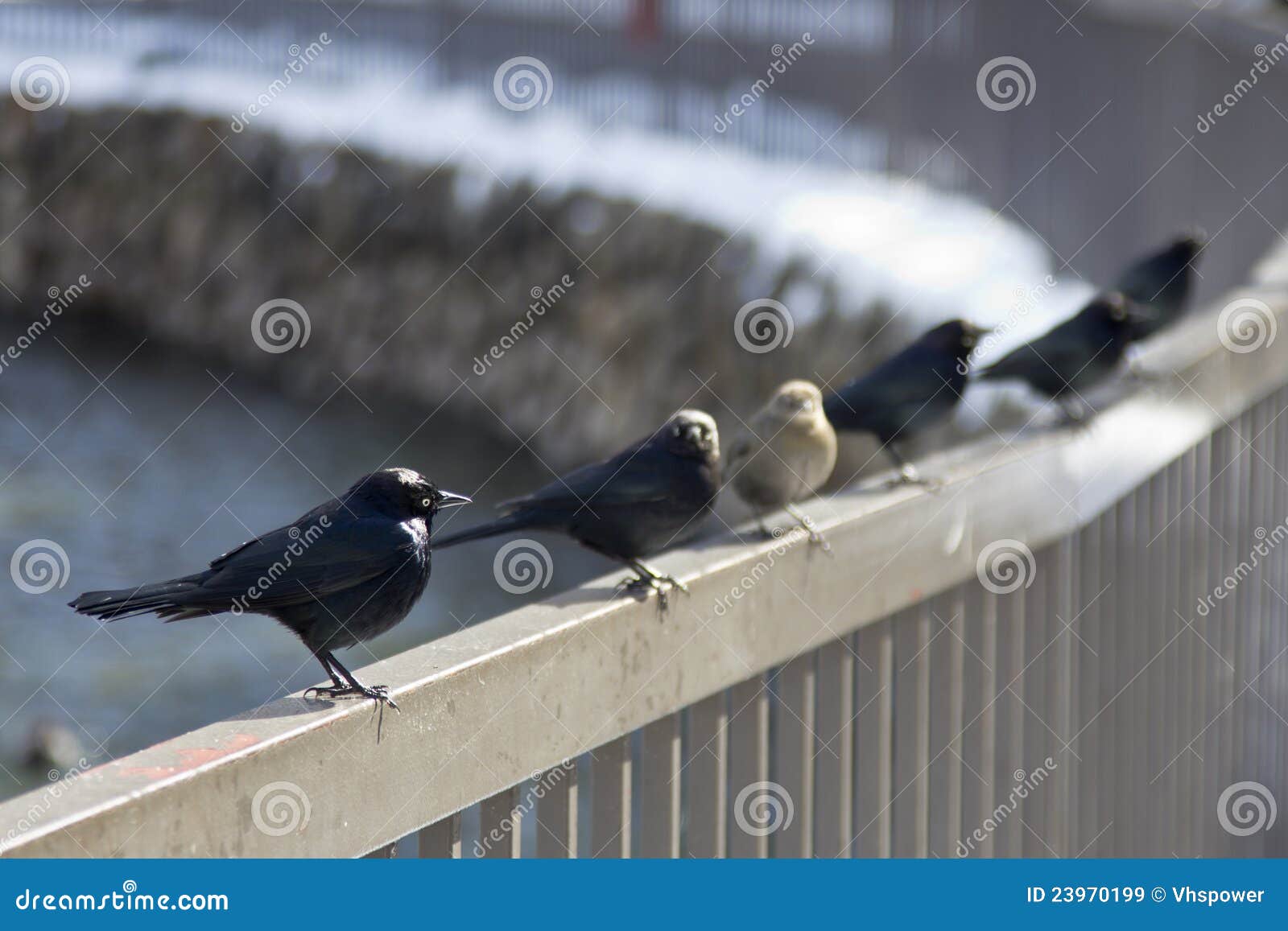 Birds on railing stock image. Image of bird, birds, waiting - 23970199