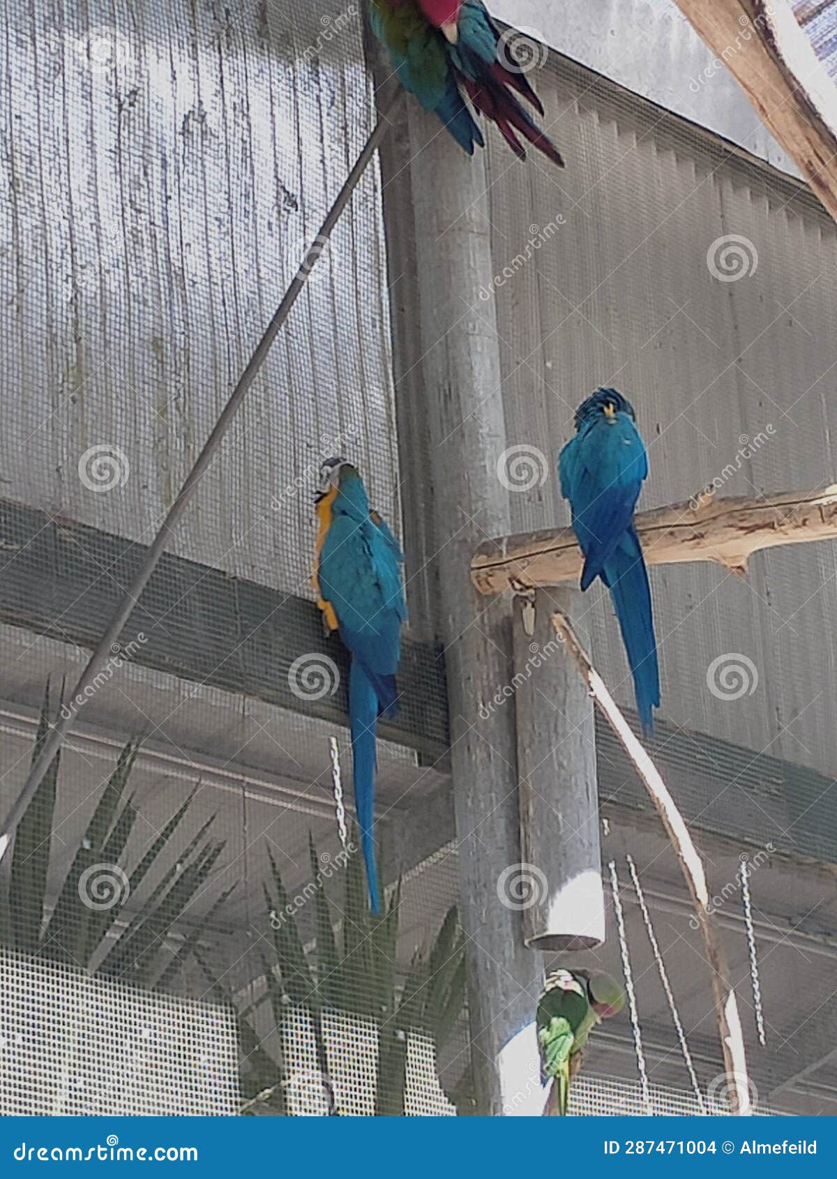 Birds Rainbow Blue Macaw Four Cage Stock Photo - Image of blue, cage ...