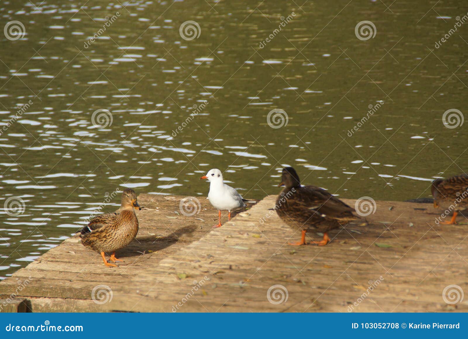 Birds in the Rest, at the Foot of a Tree. Front View. - Bassin De La ...