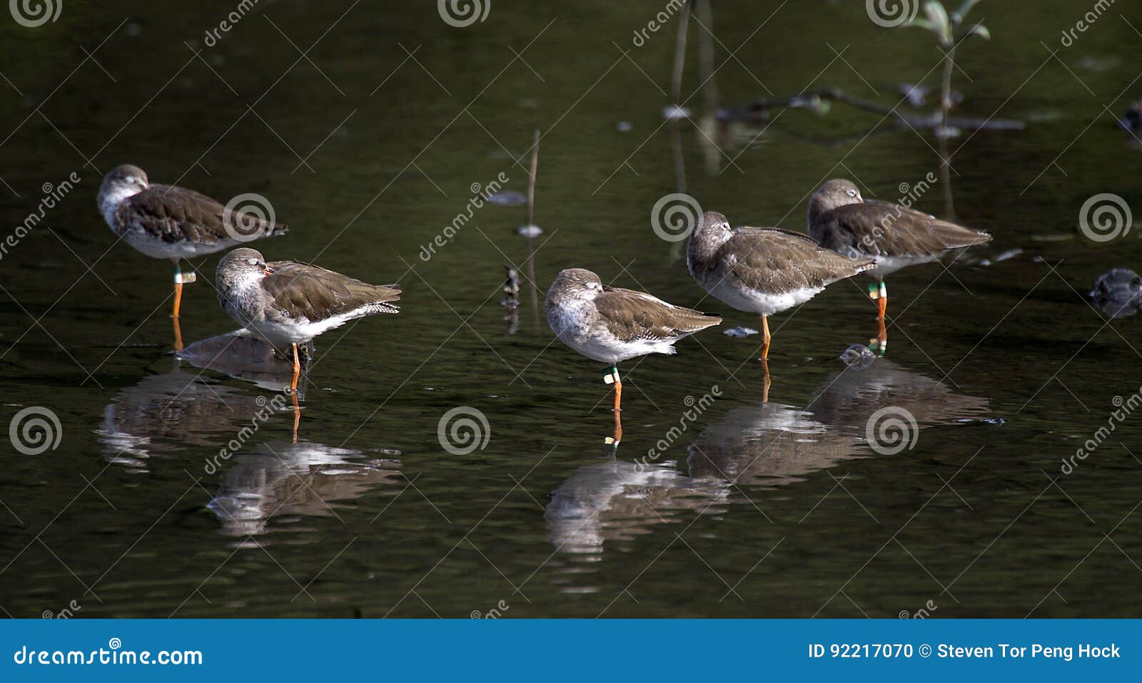 Birds at rest stock photo. Image of lake, plovers, greenshamk - 92217070