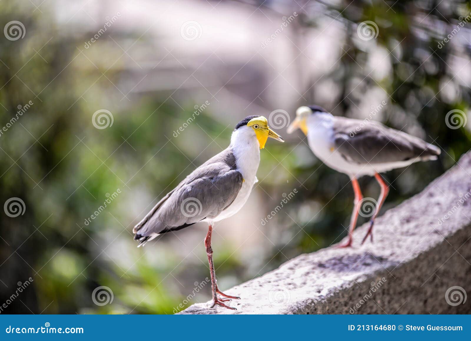 Birds Resting In Sand Royalty-Free Stock Photo | CartoonDealer.com ...
