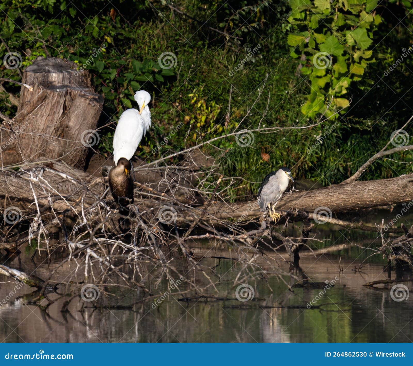 Birds Resting on a Fallen Tree in the Lake Stock Photo - Image of ...