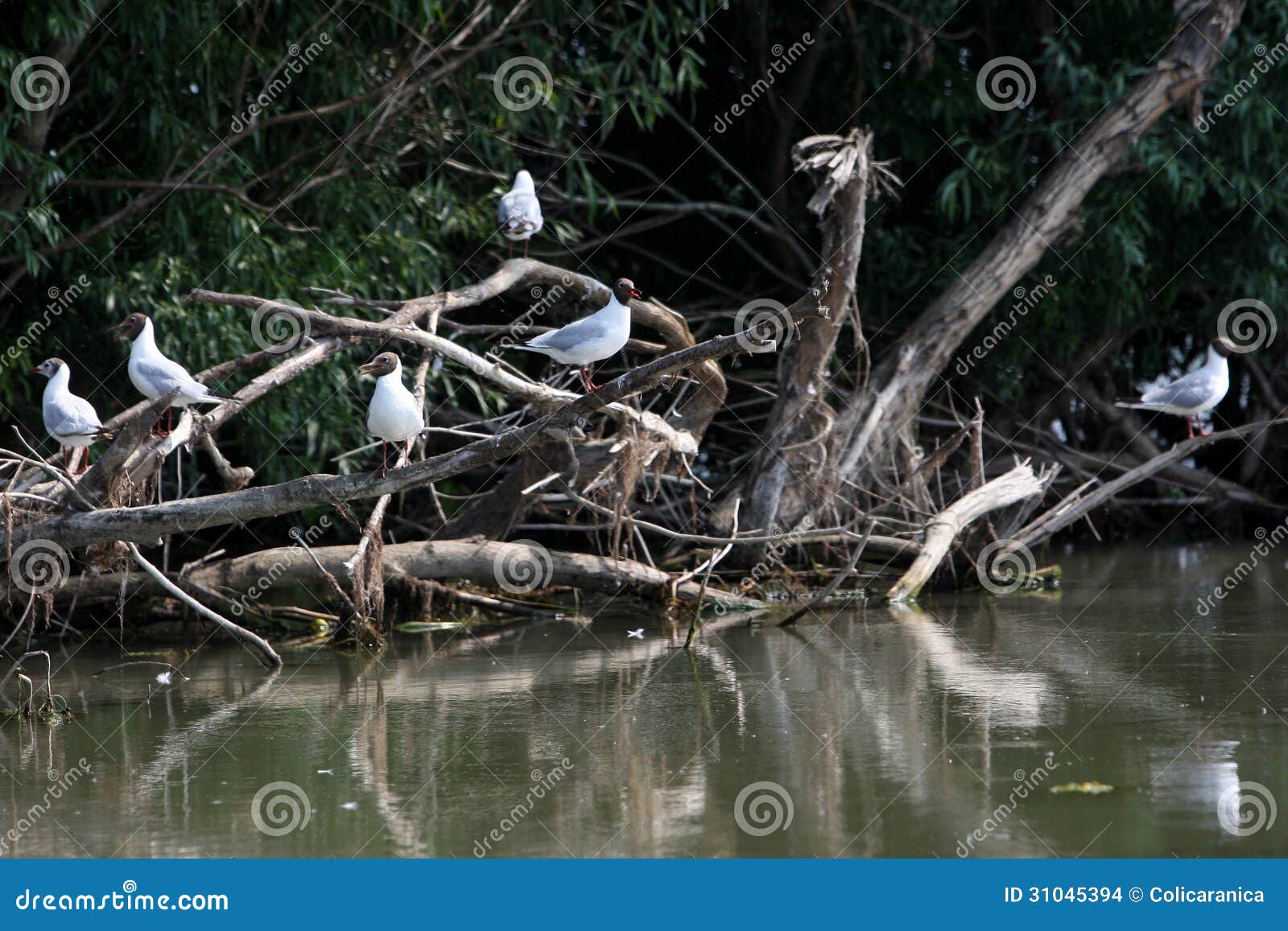 Birds Resting on Few Branches Stock Photo - Image of wild, fauna: 31045394