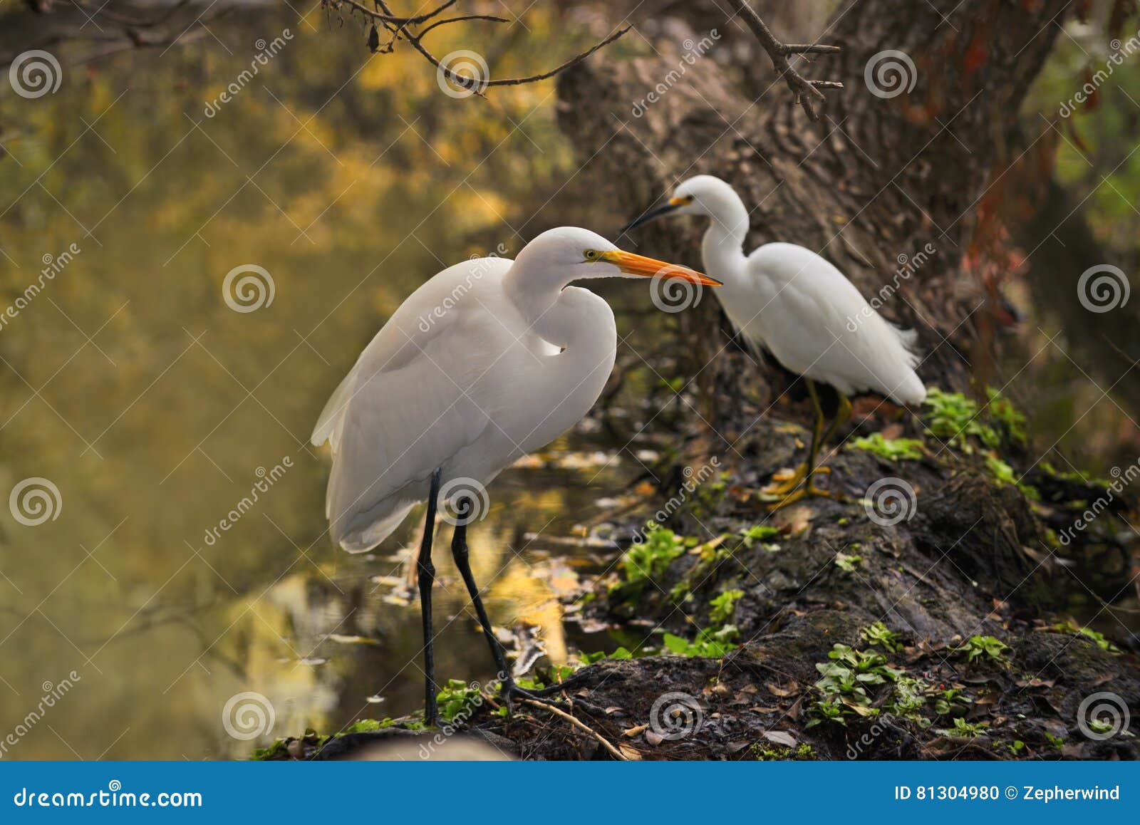 Birds resting stock photo. Image of great, outdoors, avain - 81304980