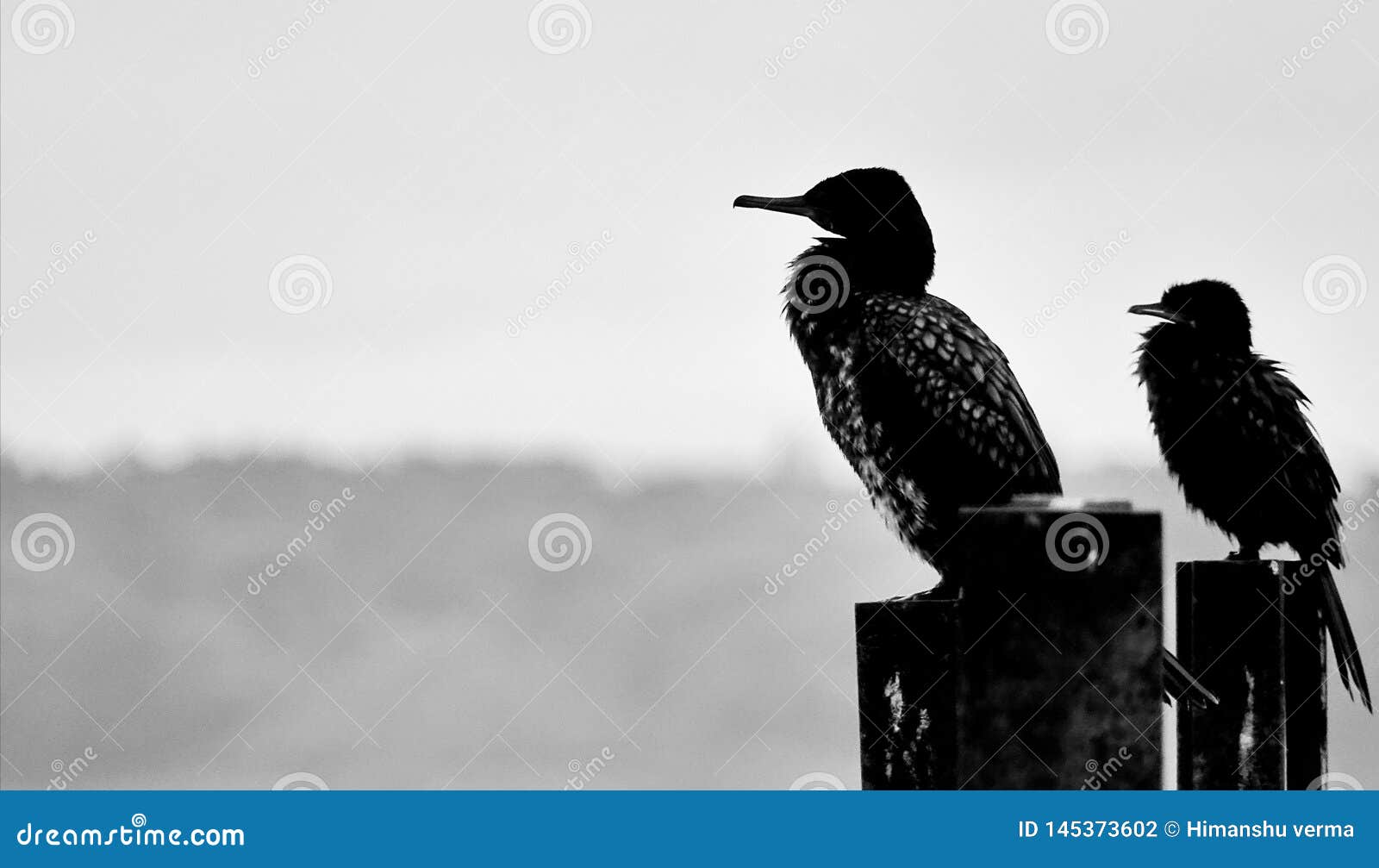 Birds stock photo. Image of birds, resting, wildlife - 145373602