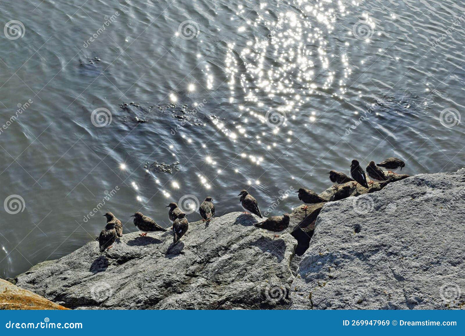 Birds resting on the rocks stock image. Image of winter - 269947969