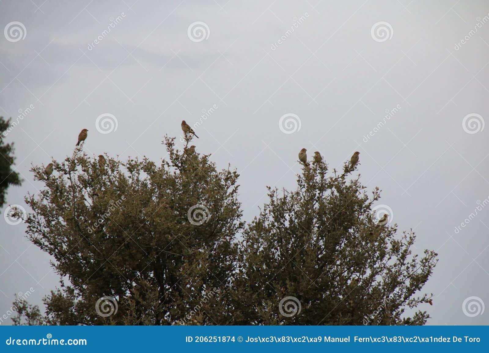 Birds in tree stock photo. Image of hawthorn, animal - 206251874