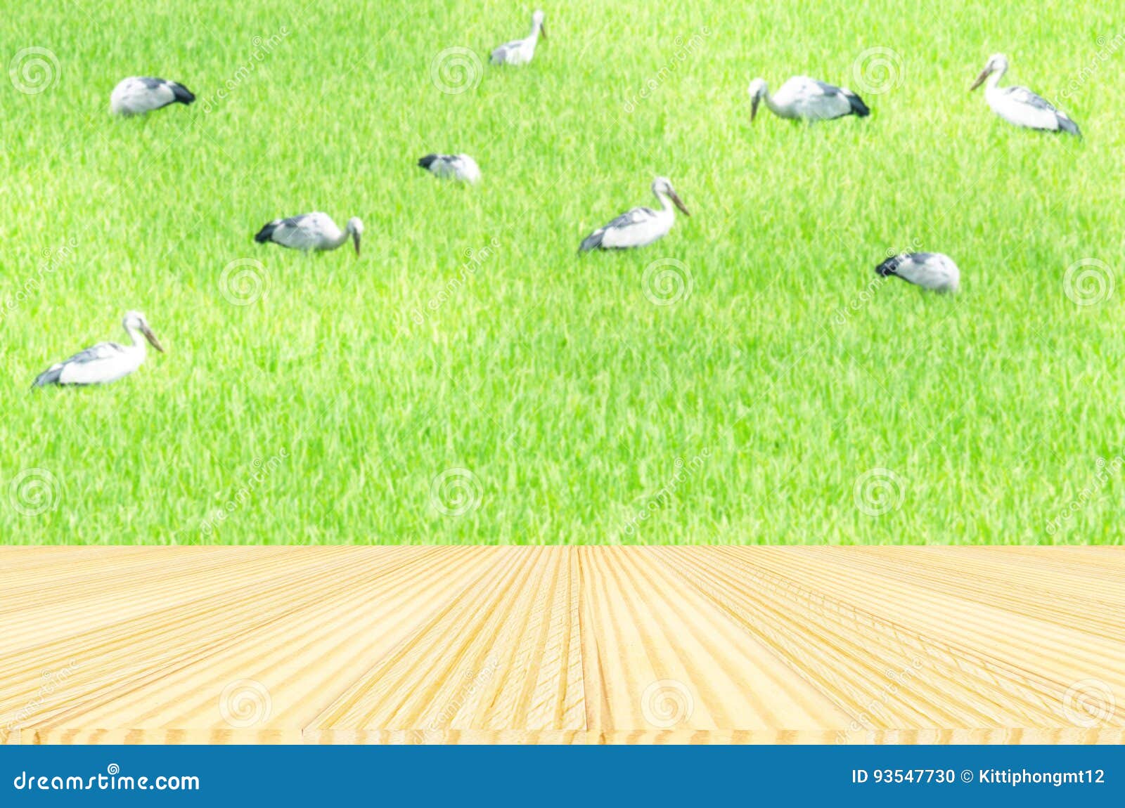 Birds In Rice Fields In Petchaburi, Thailand Stock Photography ...