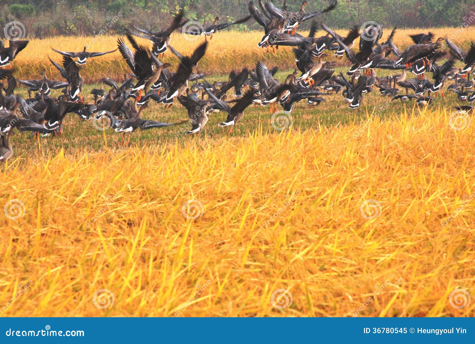 Birds in the rice field stock image. Image of rice, wild - 36780545