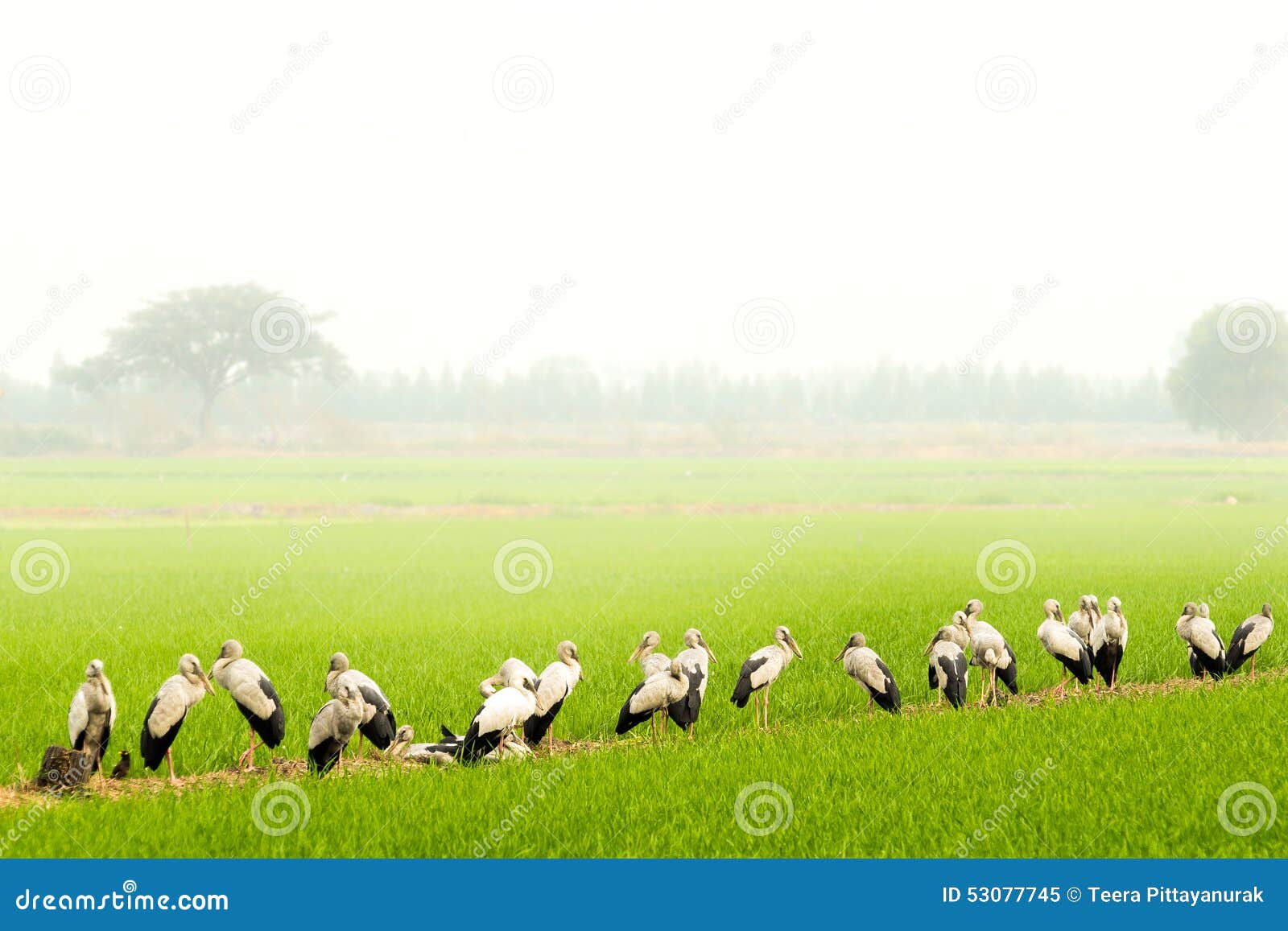 Birds in the rice fields stock image. Image of fields - 53077745