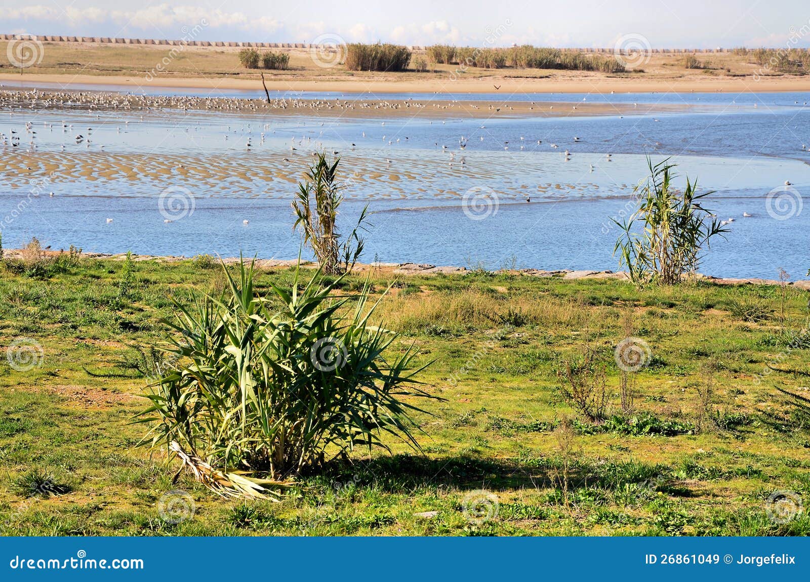 Birds on the river Douro stock image. Image of sand, river - 26861049