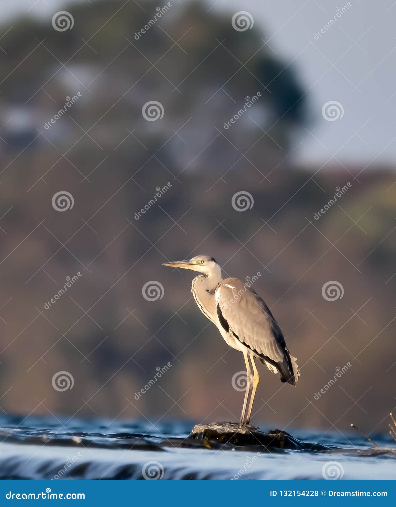 Birds on the river stock photo. Image of bigbird, river - 132154228