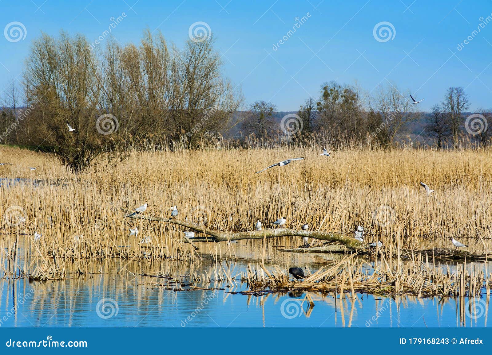 Birds on the River, Reeds and Blue Sky, Beautiful Spring Landscape ...