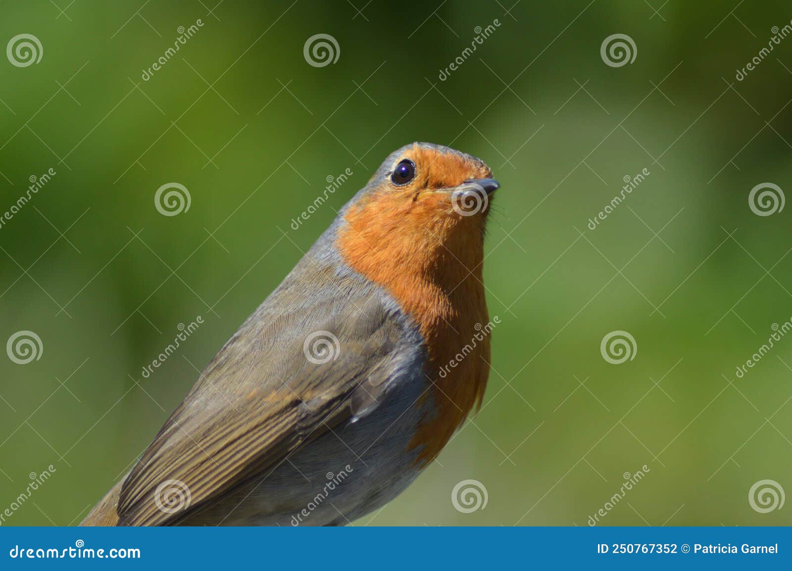 Birds stock photo. Image of closeup, curious, bird, robin - 250767352