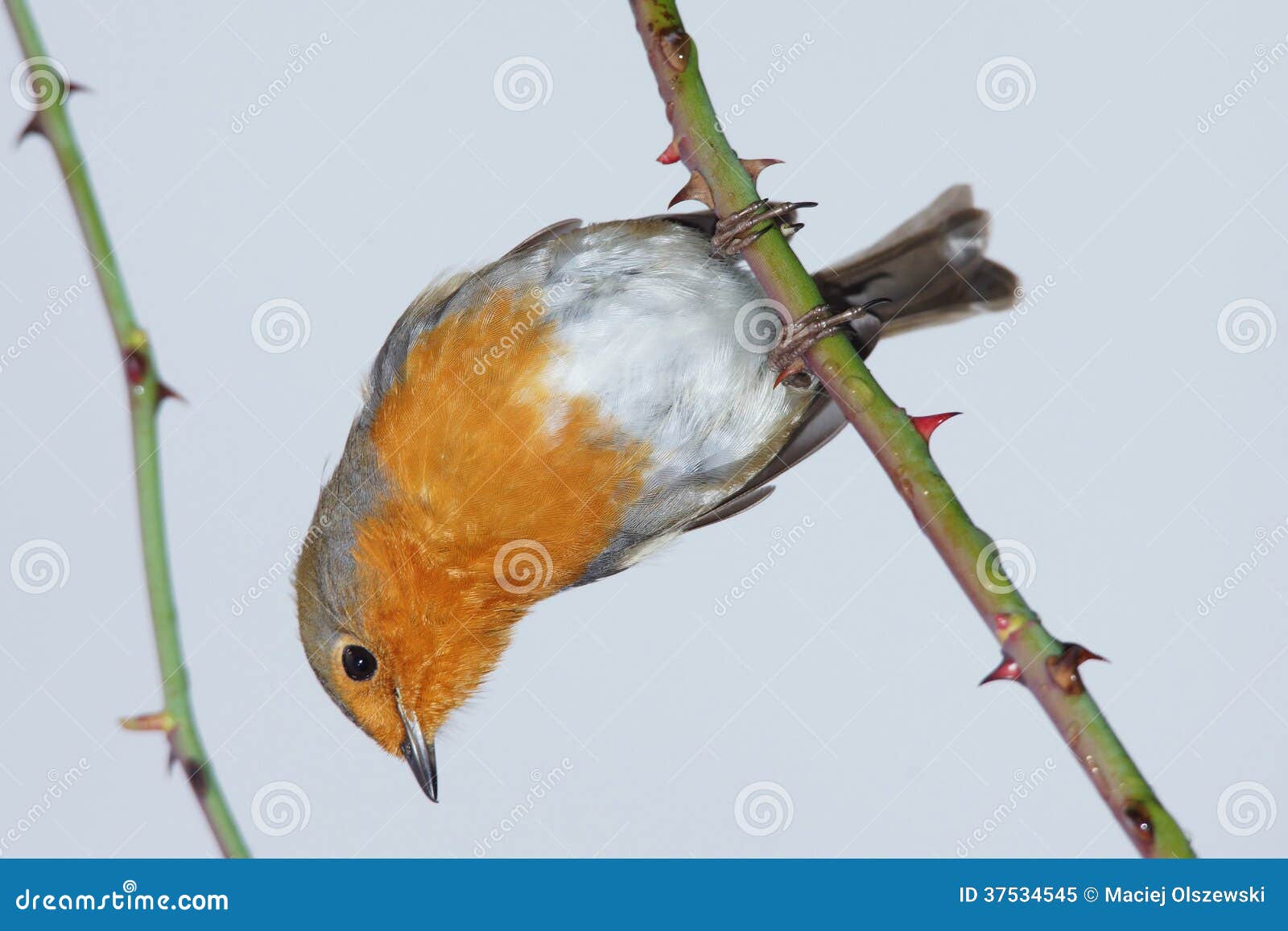 BIRDS - Robin / Rudzik Raszka Stock Image - Image of branch, passerines ...
