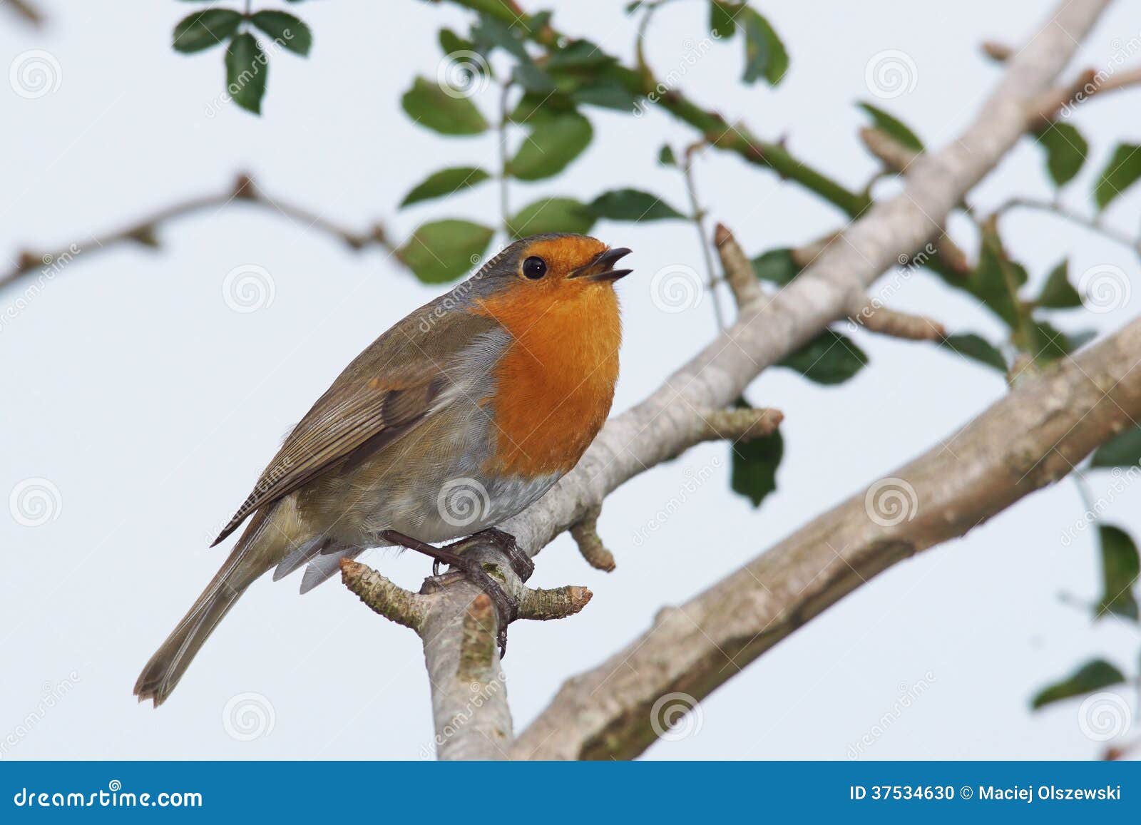 BIRDS - Robin / Rudzik Raszka Stock Photo - Image of nightingale ...