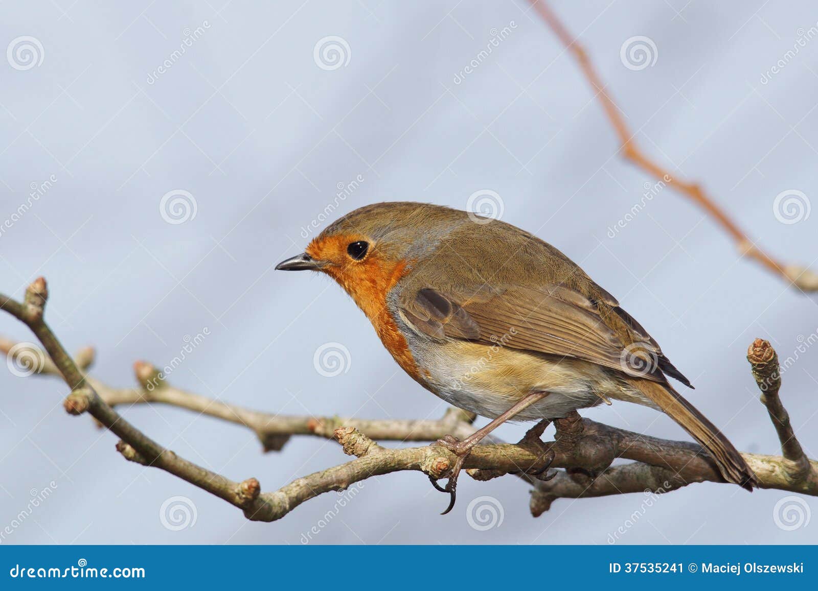 BIRDS - Robin / Rudzik Raszka Stock Image - Image of songbird, feather ...