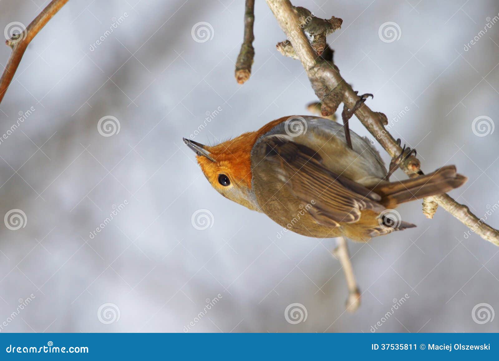 BIRDS - Robin / Rudzik Raszka Stock Image - Image of rubecula, branch ...