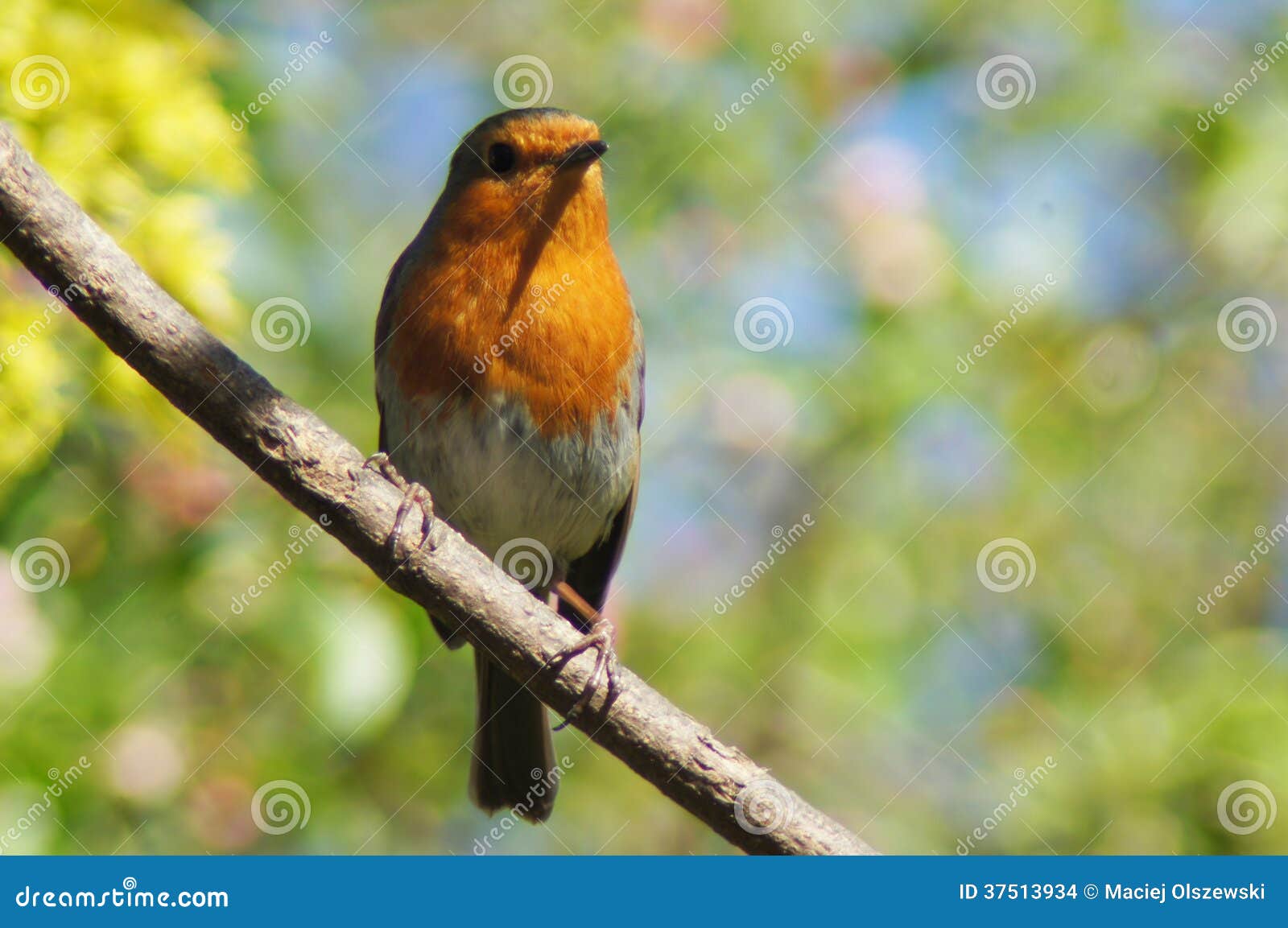 BIRDS - Robin / Rudzik Raszka Stock Photo - Image of beak, nature: 37513934