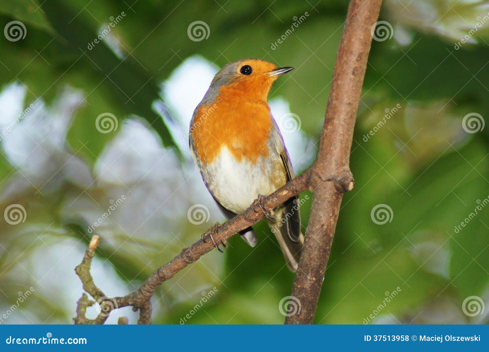 BIRDS - Robin / Rudzik Raszka Stock Photo - Image of beak, erithacus ...