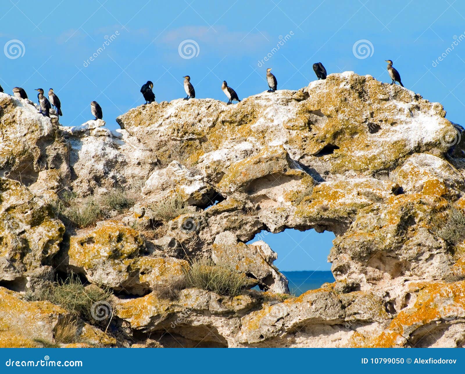Birds on rock. stock photo. Image of seabird, shore, ocean - 10799050