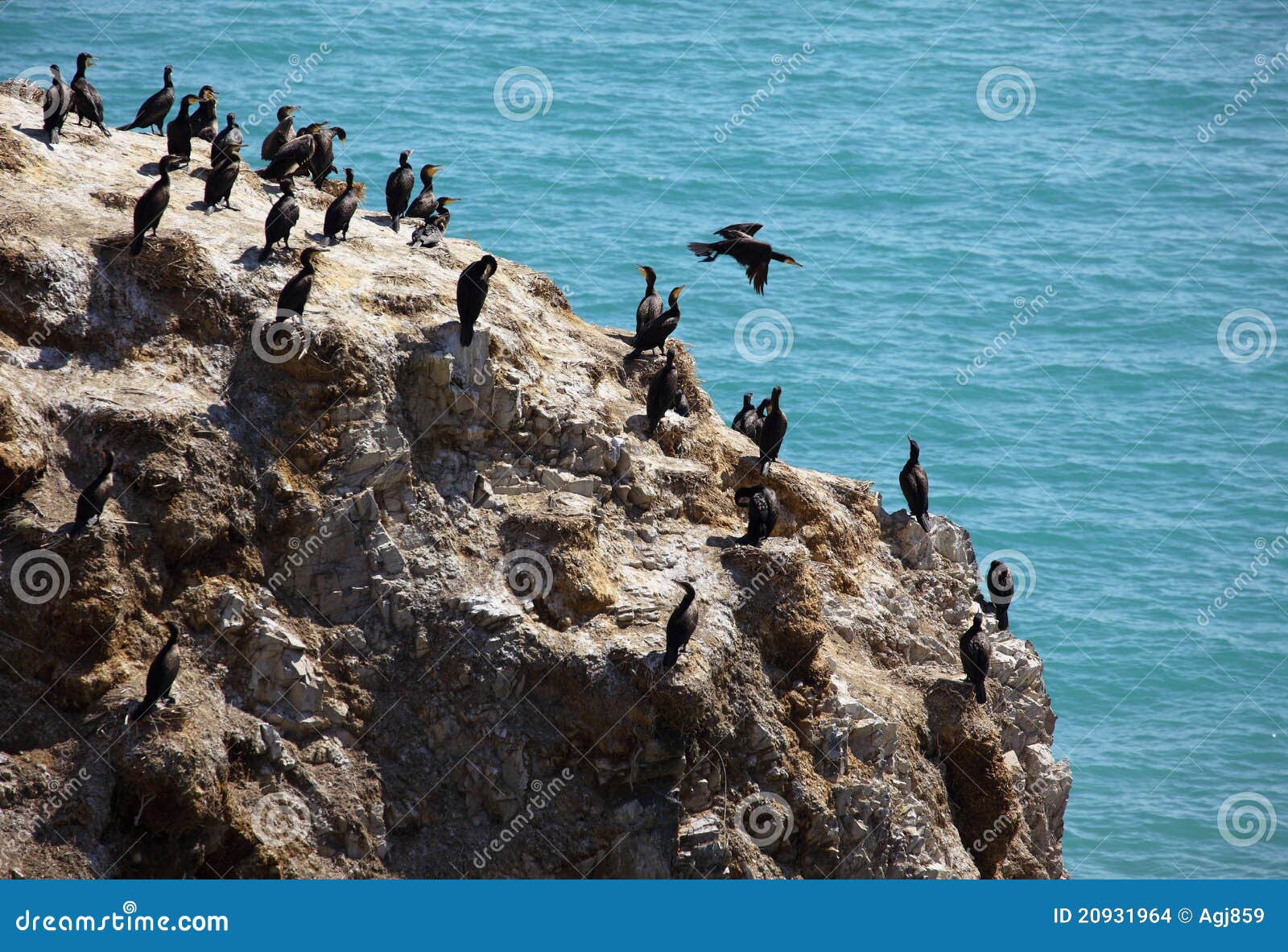 Birds on rock stock photo. Image of birds, nature, rocks - 20931964