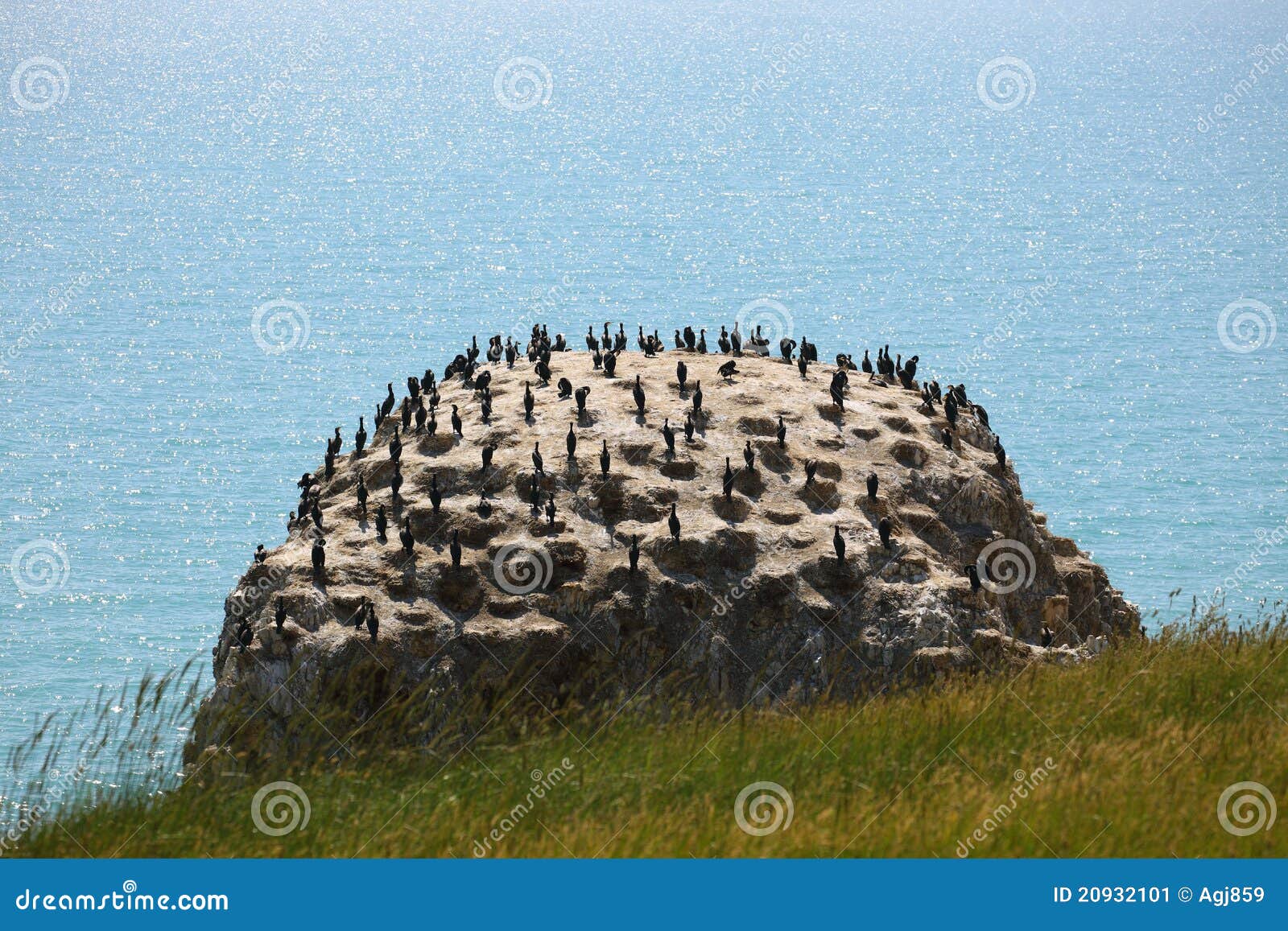 Birds on rock stock image. Image of cliff, grass, wave - 20932101