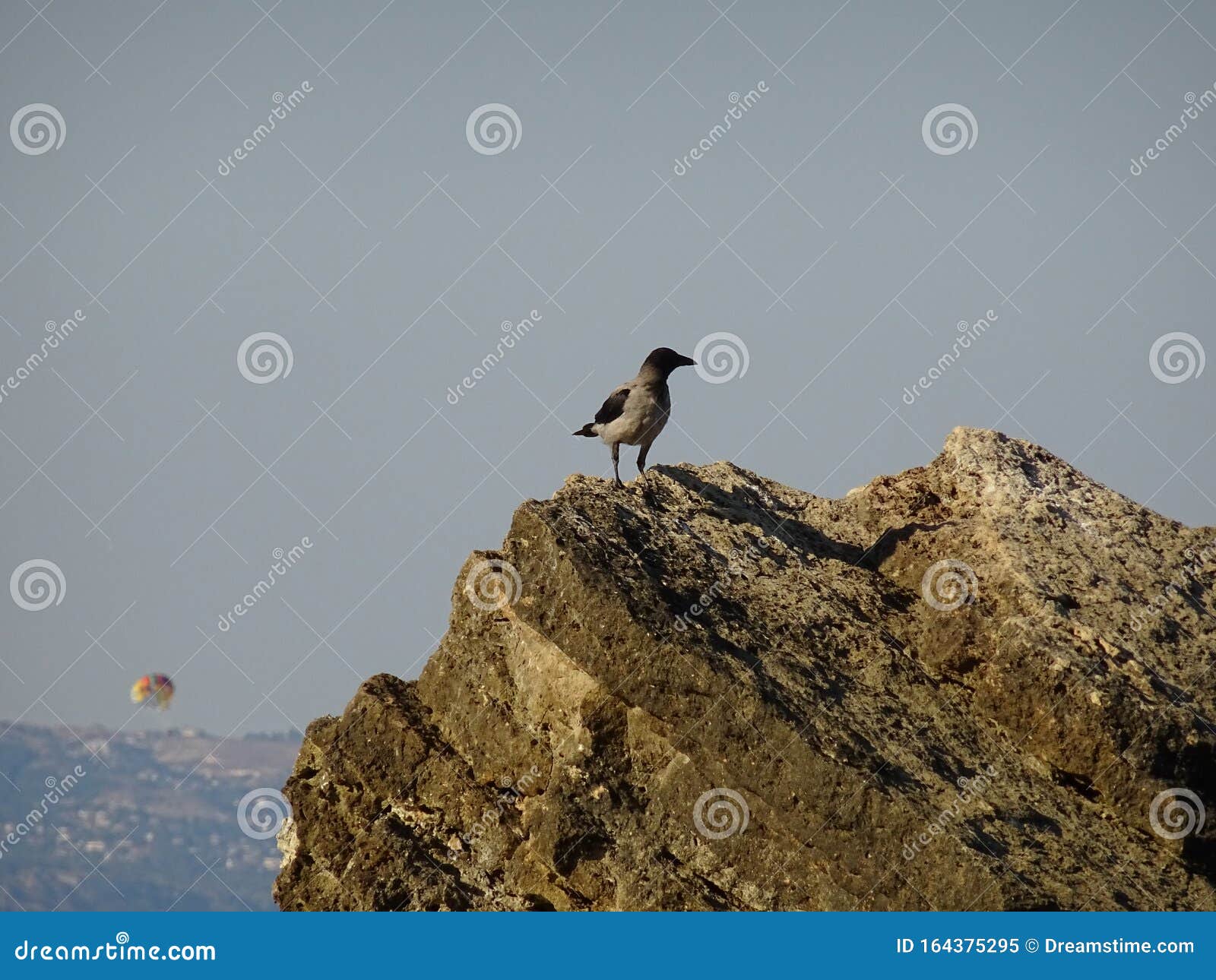 Birds on the rock stock image. Image of nature, europe - 164375295