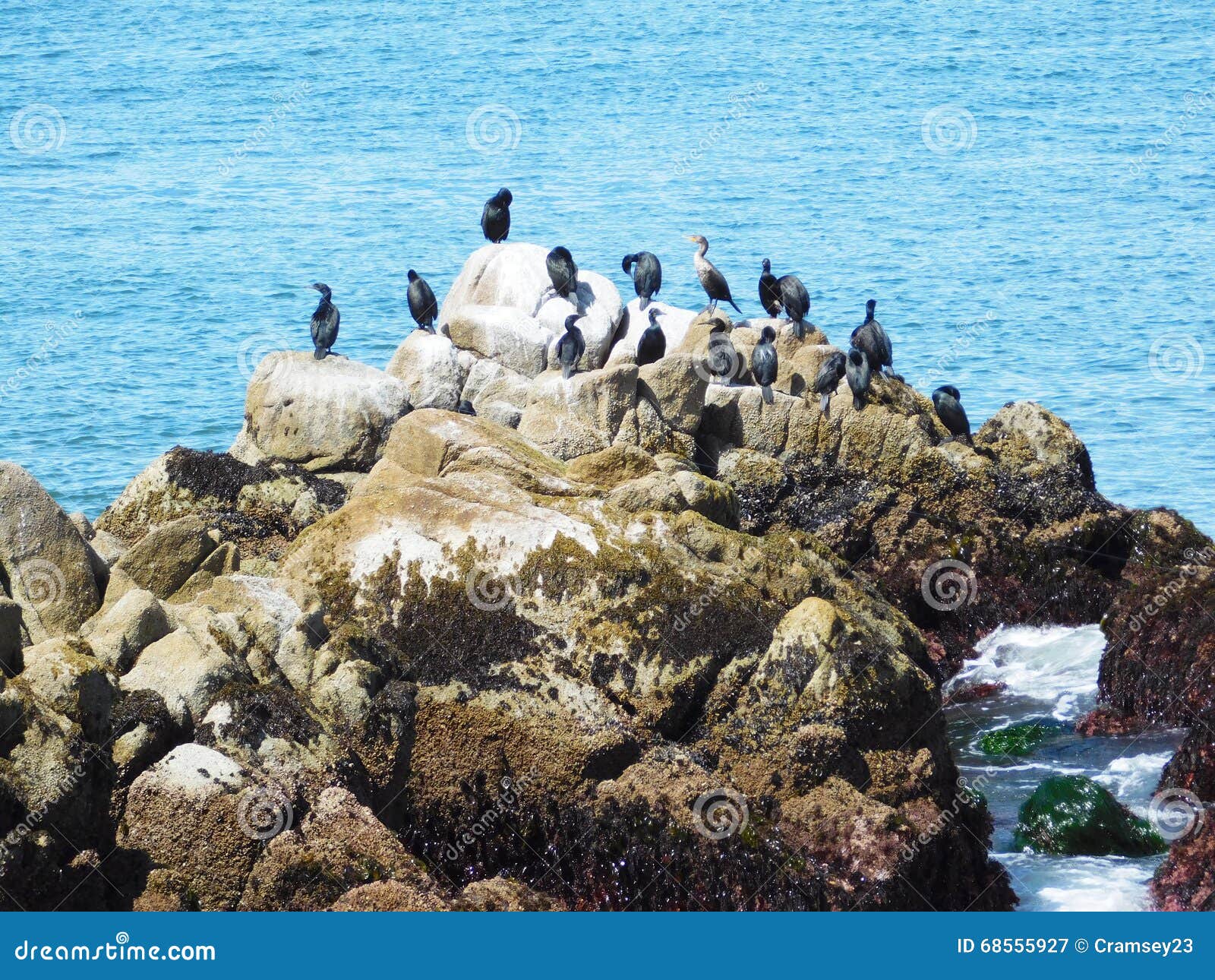 Birds on Rocks by Ocean stock image. Image of ocean, sunny - 68555927