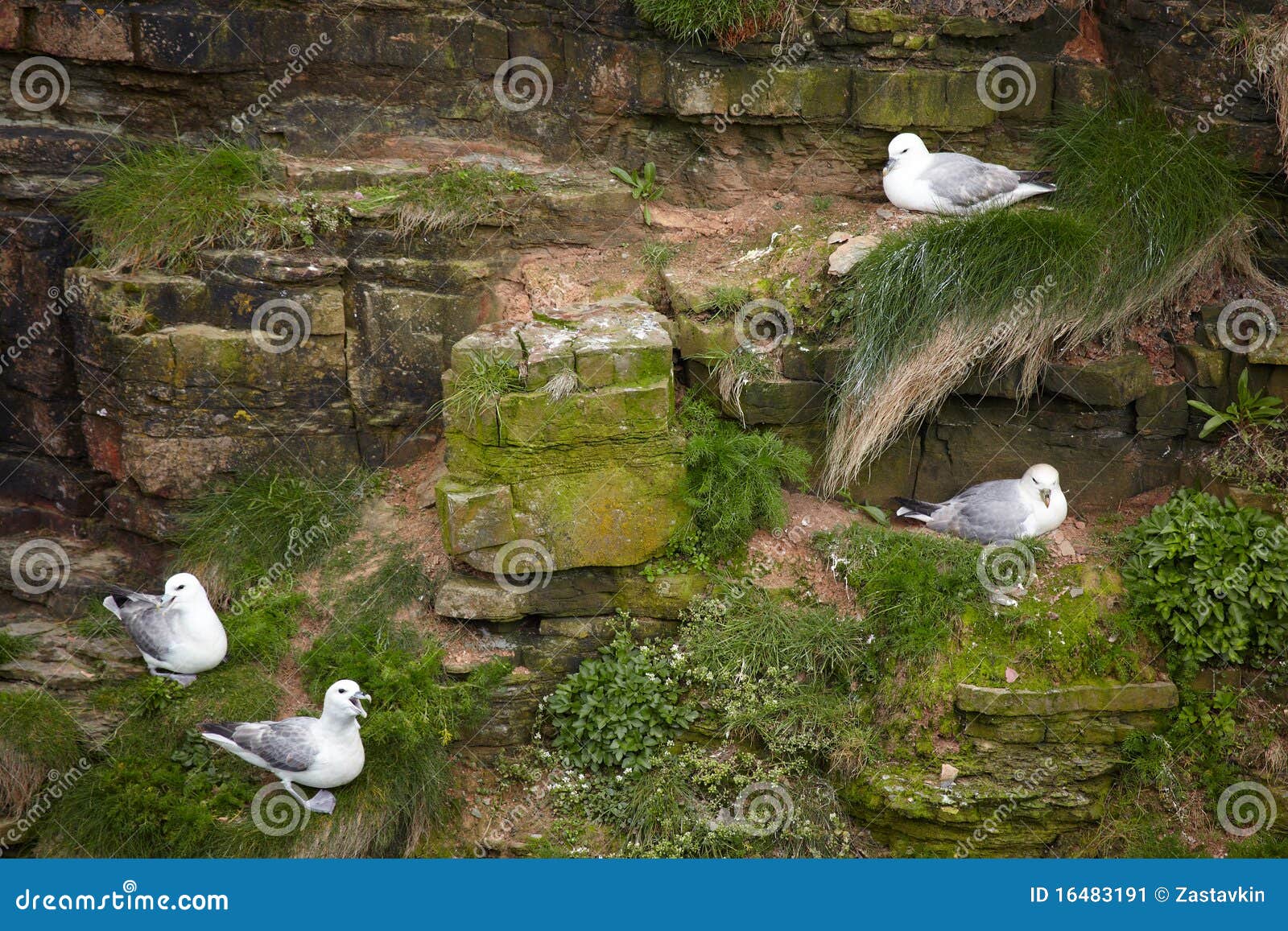 Birds rookery stock image. Image of britain, grass, fulmar - 16483191