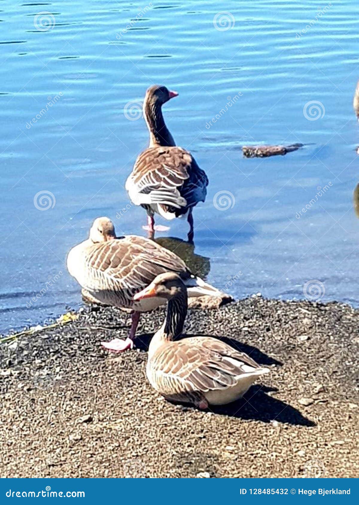 3 Birds in a Row and Range, Looking Out Over the Water Stock Photo ...