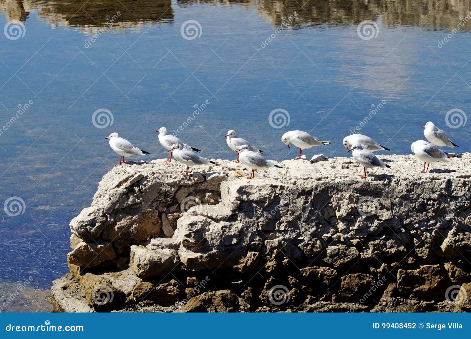 Birds in row stock photo. Image of lined, ocean, line - 99408452