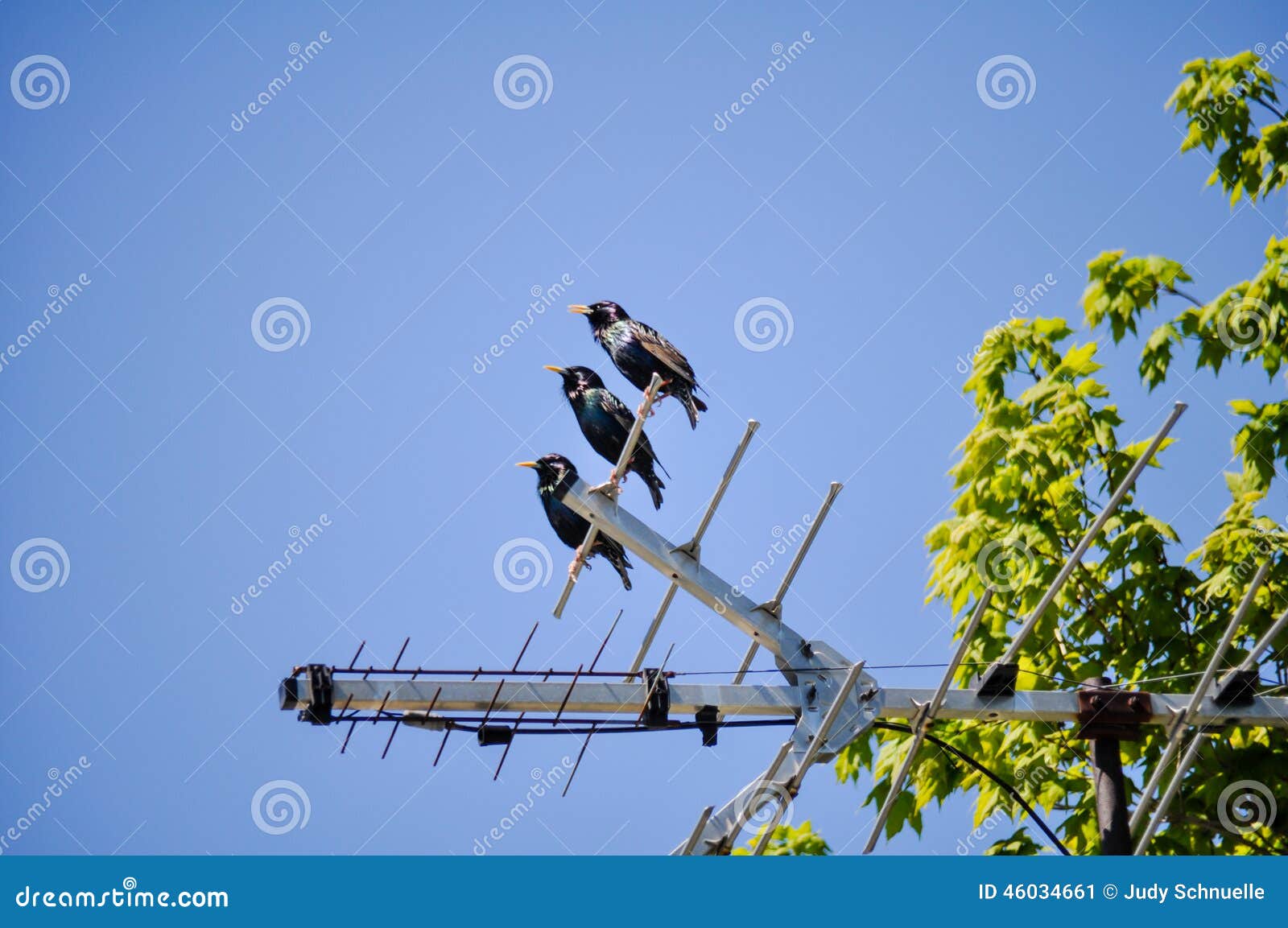 Birds in a Row stock image. Image of birds, flock, together - 46034661
