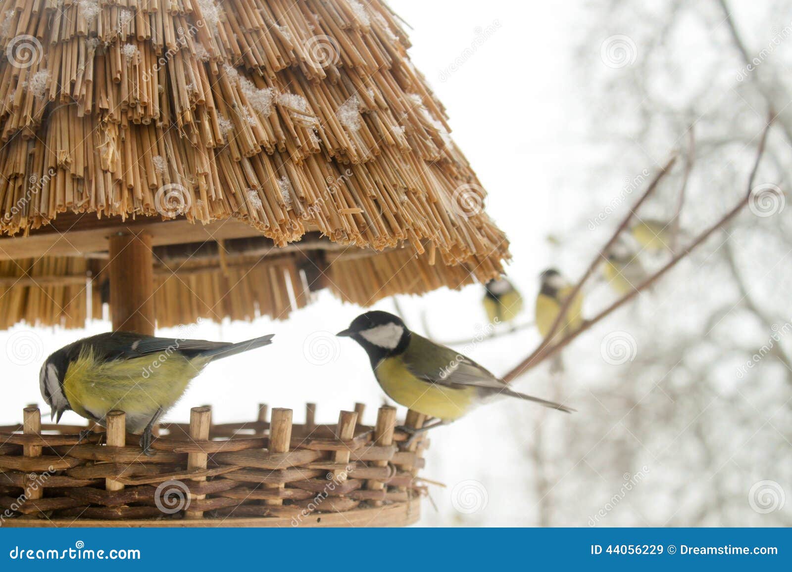 Birds in a row stock image. Image of great, birds, passerine - 44056229