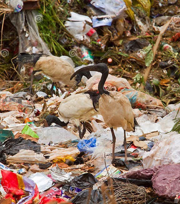 Birds at rubbish dump stock image. Image of birds, domestic - 23638751