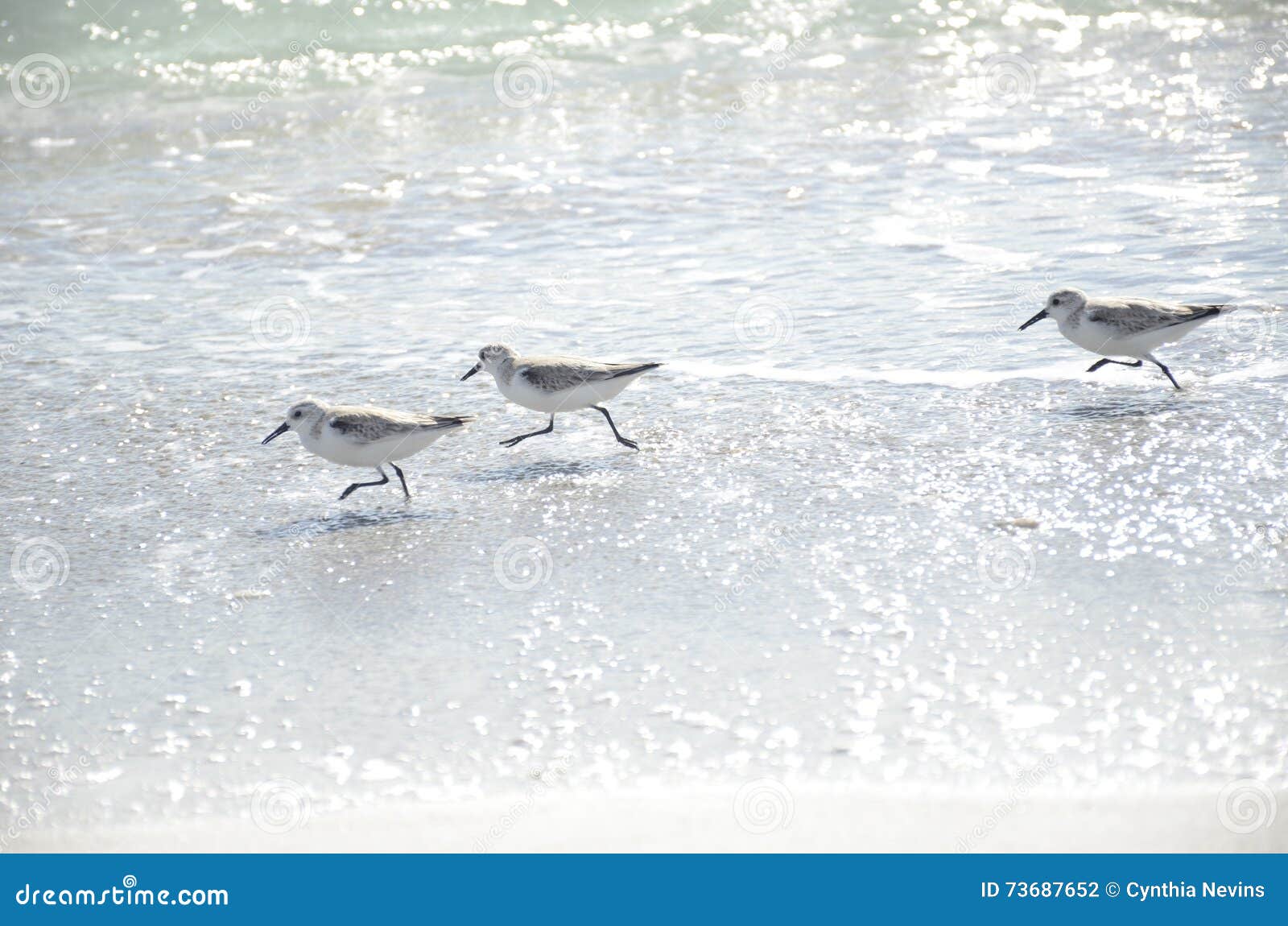 Birds running on Beach stock photo. Image of ocean, water - 73687652