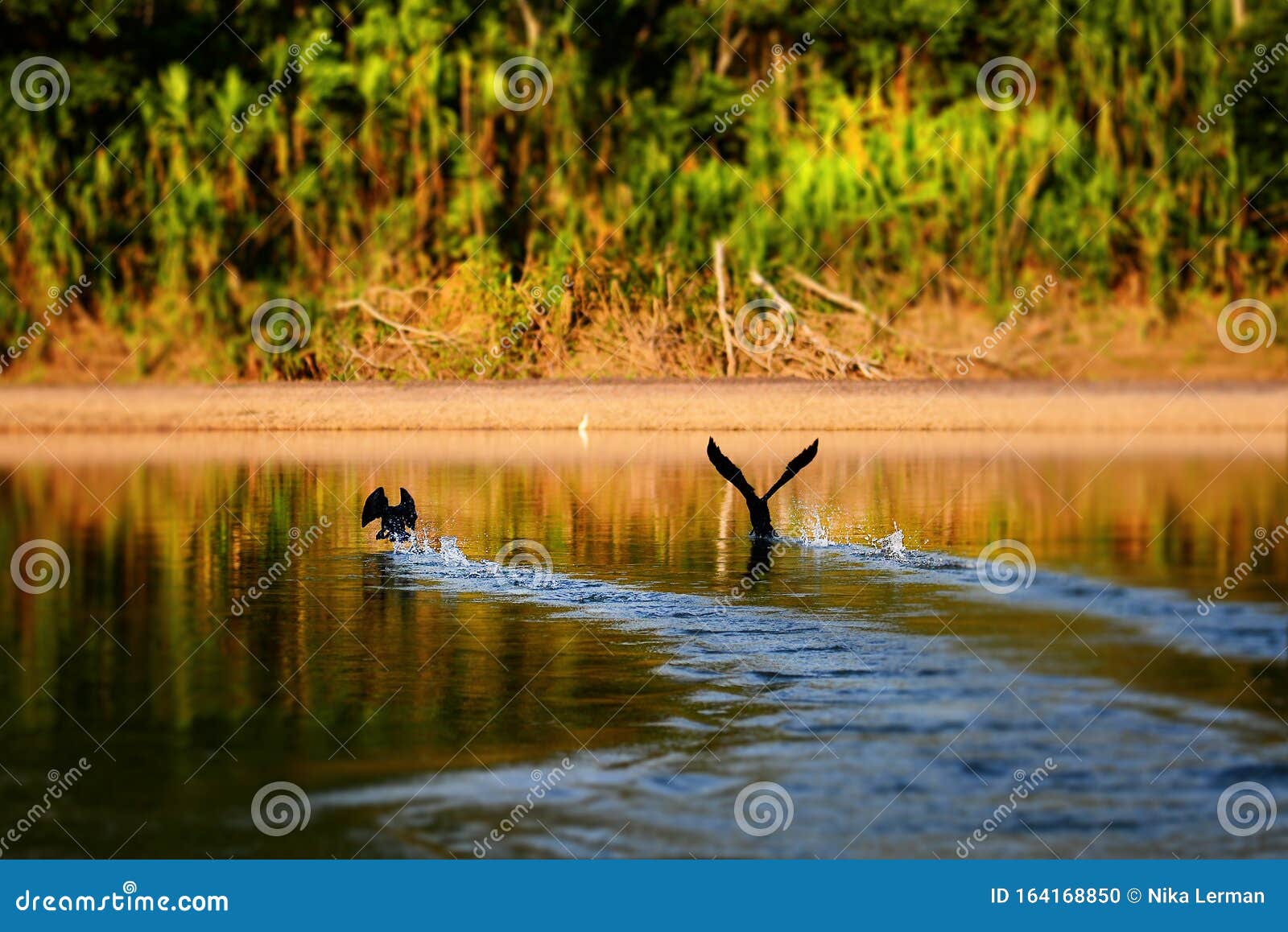 Birds running on water stock photo. Image of selva, jungles - 164168850