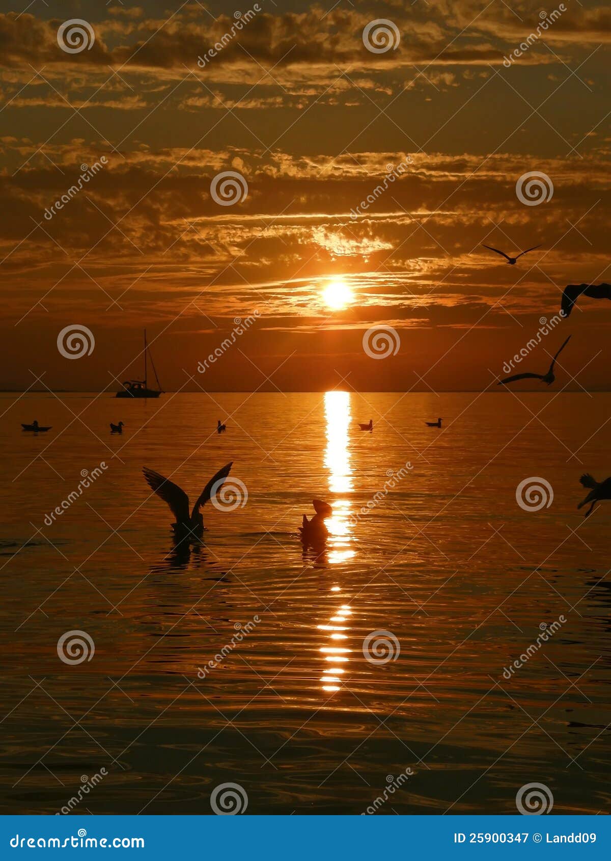 Birds, Sailboat, Sunset, Sea Stock Image - Image of beach, abstract ...