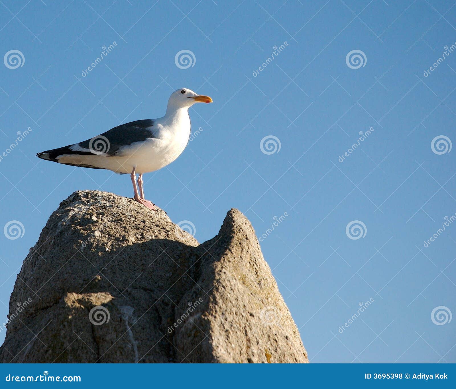 Birds on the sand stock photo. Image of animal, animals - 3695398