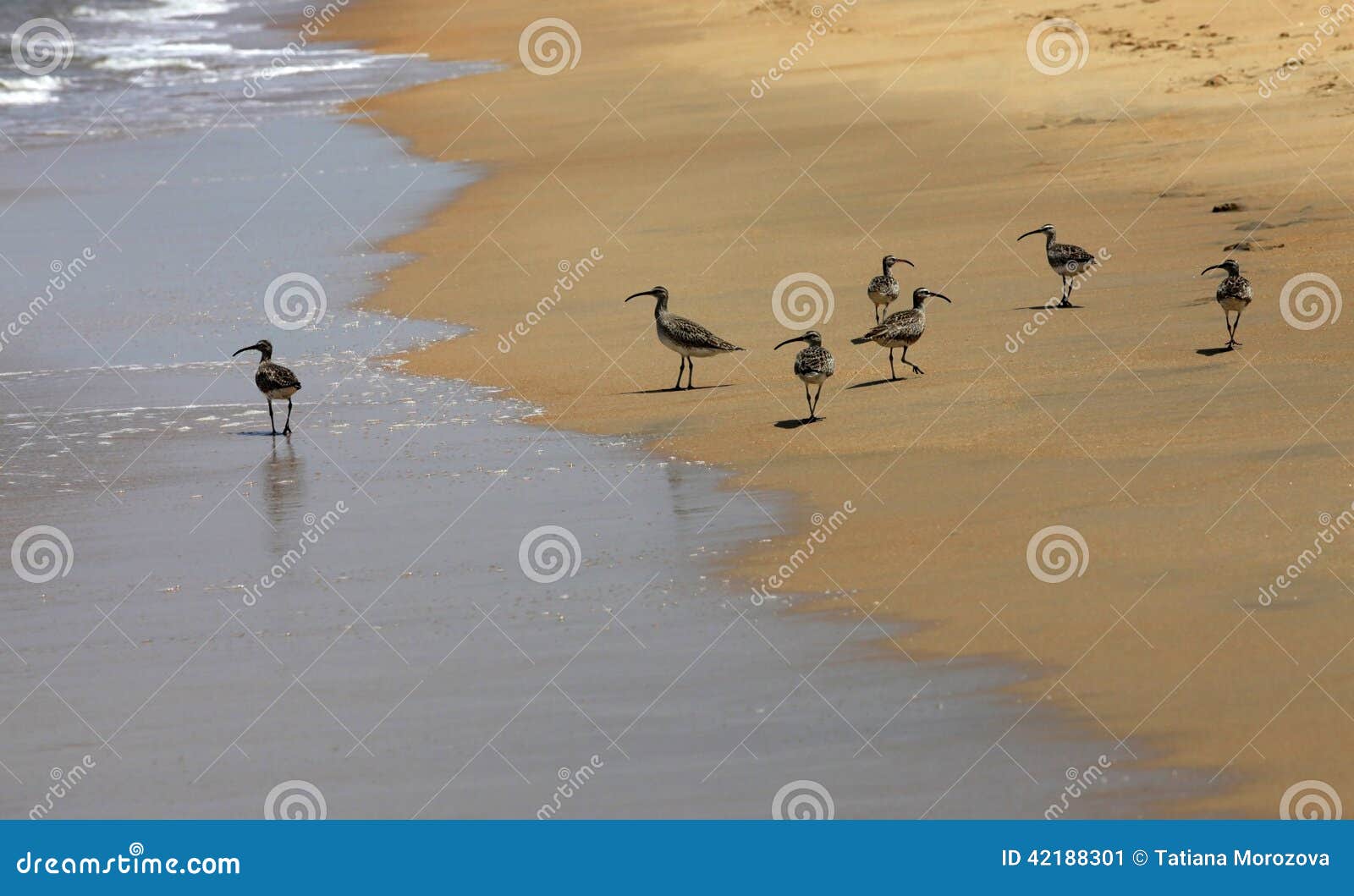 Birds on the sand stock image. Image of nature, water - 42188301