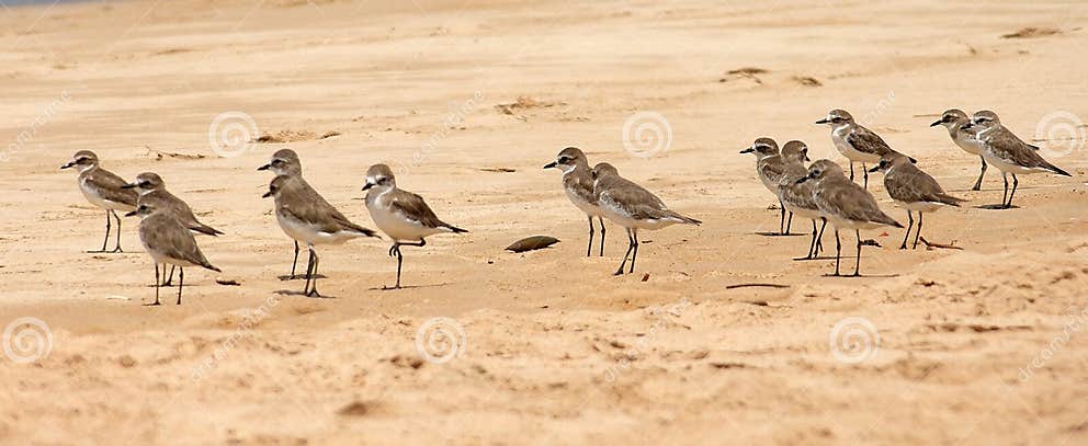 Birds on Sand, on an Ocean Coast Stock Image - Image of bird, beach ...