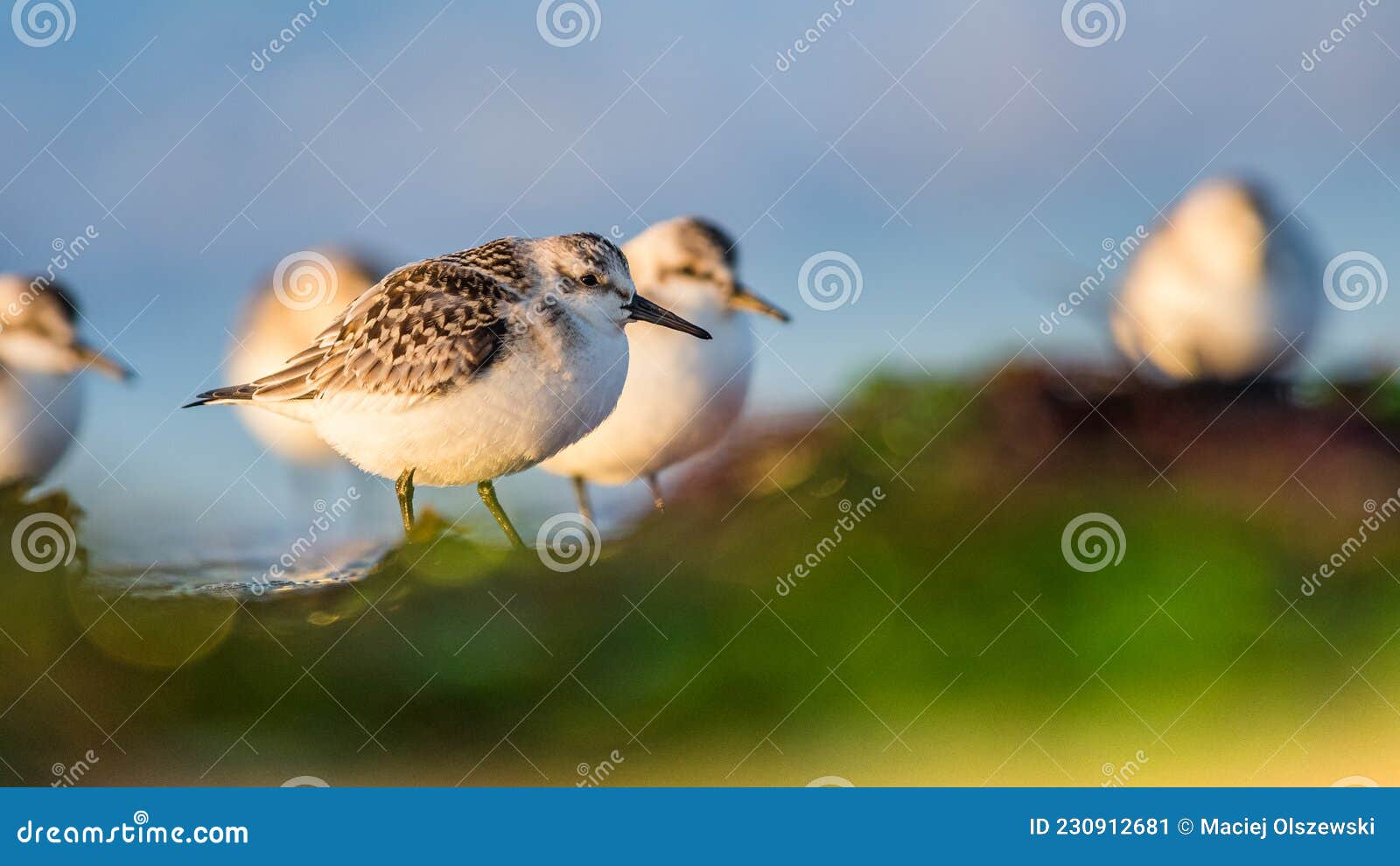 Birds - Sanderling, Calidris Alba in Environment Stock Image - Image of ...