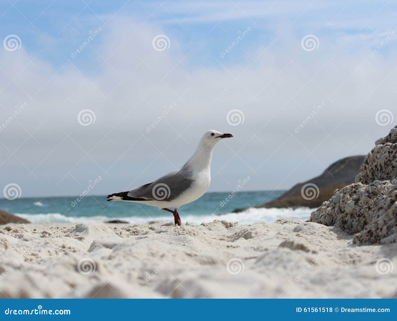 Birds, seagull stock photo. Image of seagull, town, cape - 61561518