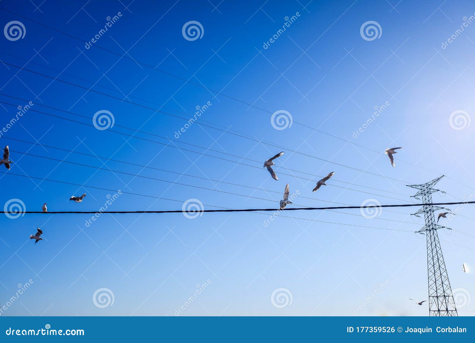 Birds and Seagulls Perched on Electric High Voltage Cables, with Blue ...