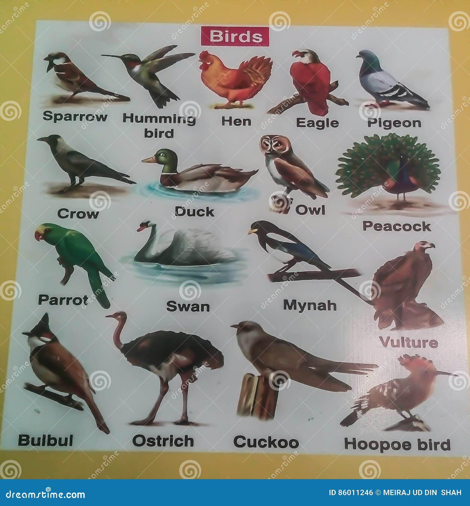 Bird Chart For Children Stock Image Of Bluetit 74073801 | atelier-yuwa ...