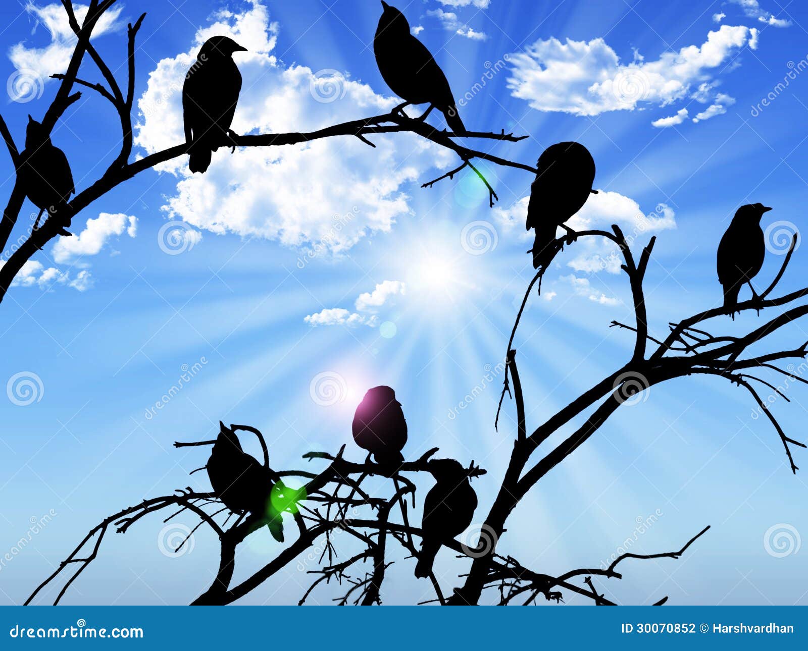 Birds Silhouette Sitting on a Branch Sky Sun and C Stock Illustration ...